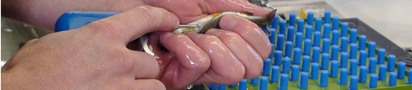 Fish Tagging Services - Biomark - Specialists in Identification Solutions