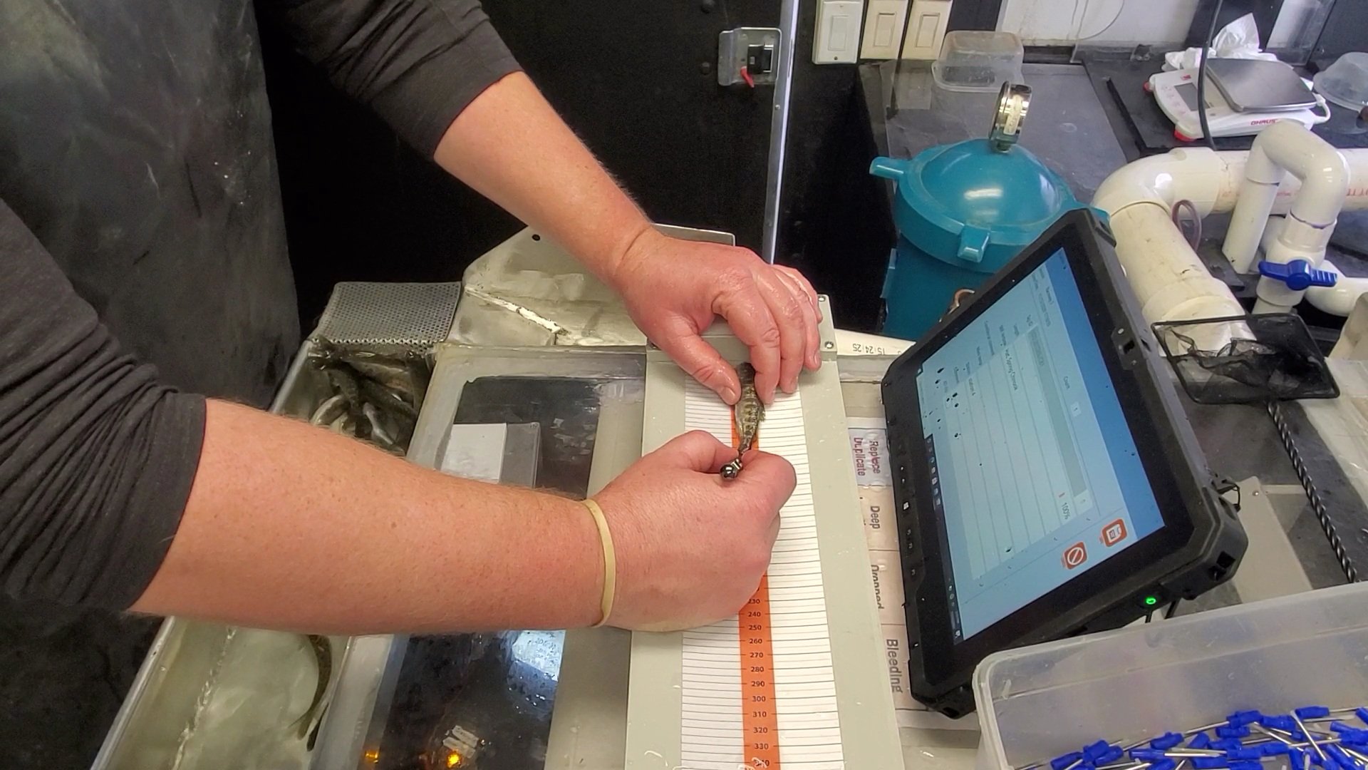 Fish Tagging Services - Biomark - Specialists in Identification Solutions