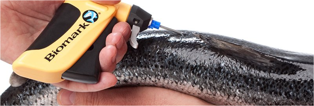 PIT Tag Needles and Implanters